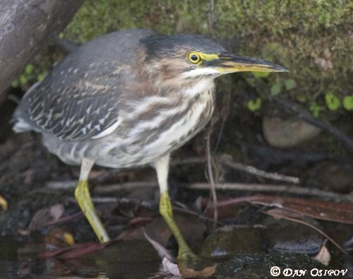 Green Heron or Bittern? | BirdForum